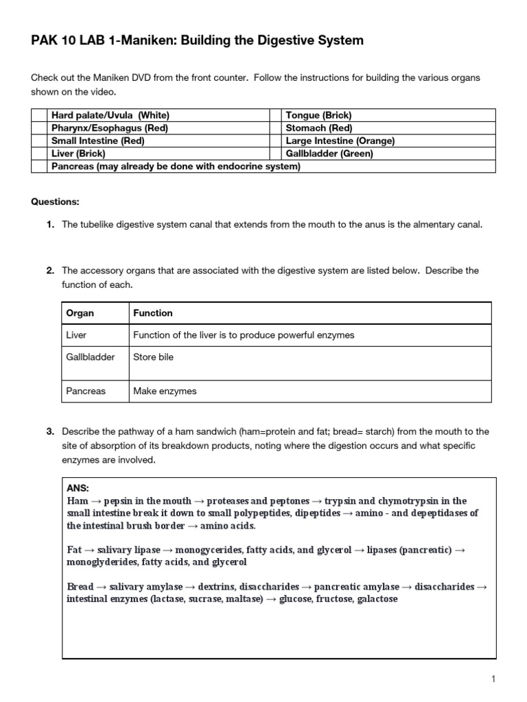 Anatomy PAK 10 LAB 1-Maniken - Building The Digestive System | PDF ...