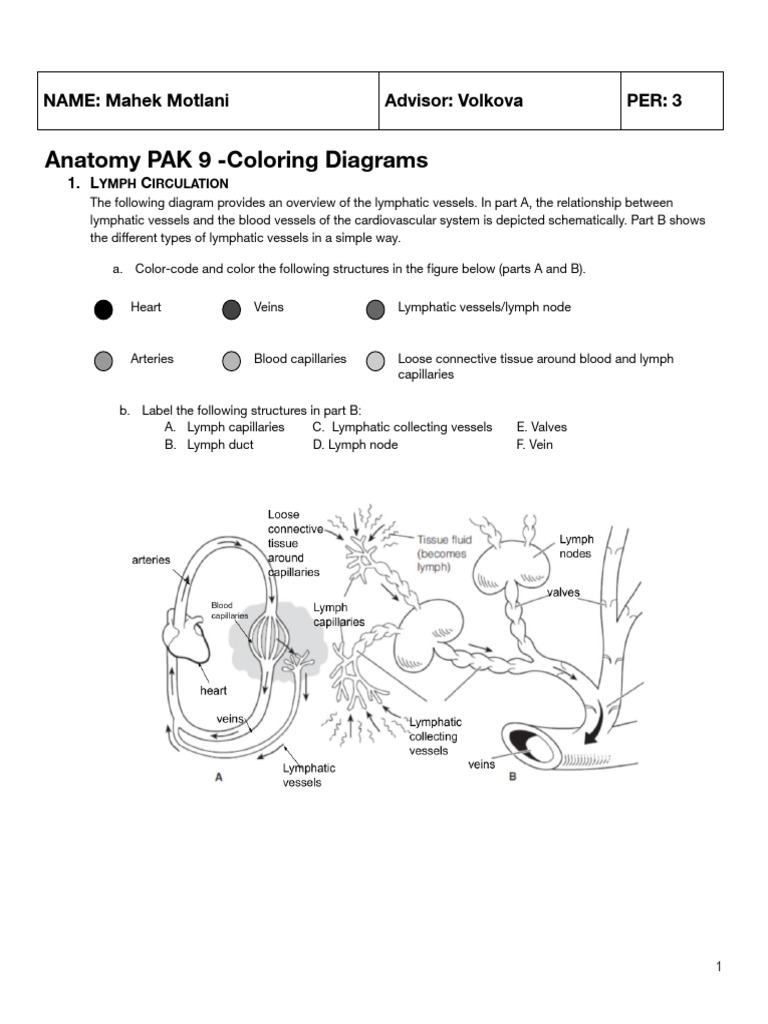 02 Anatomy PAK 9 - Coloring Diagrams | PDF | Lymph Node | Lymphatic System
