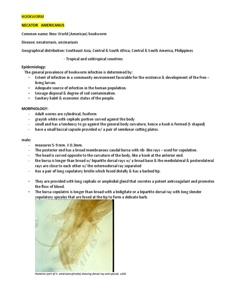 Nematodes | PDF | Anemia | Medical Specialties