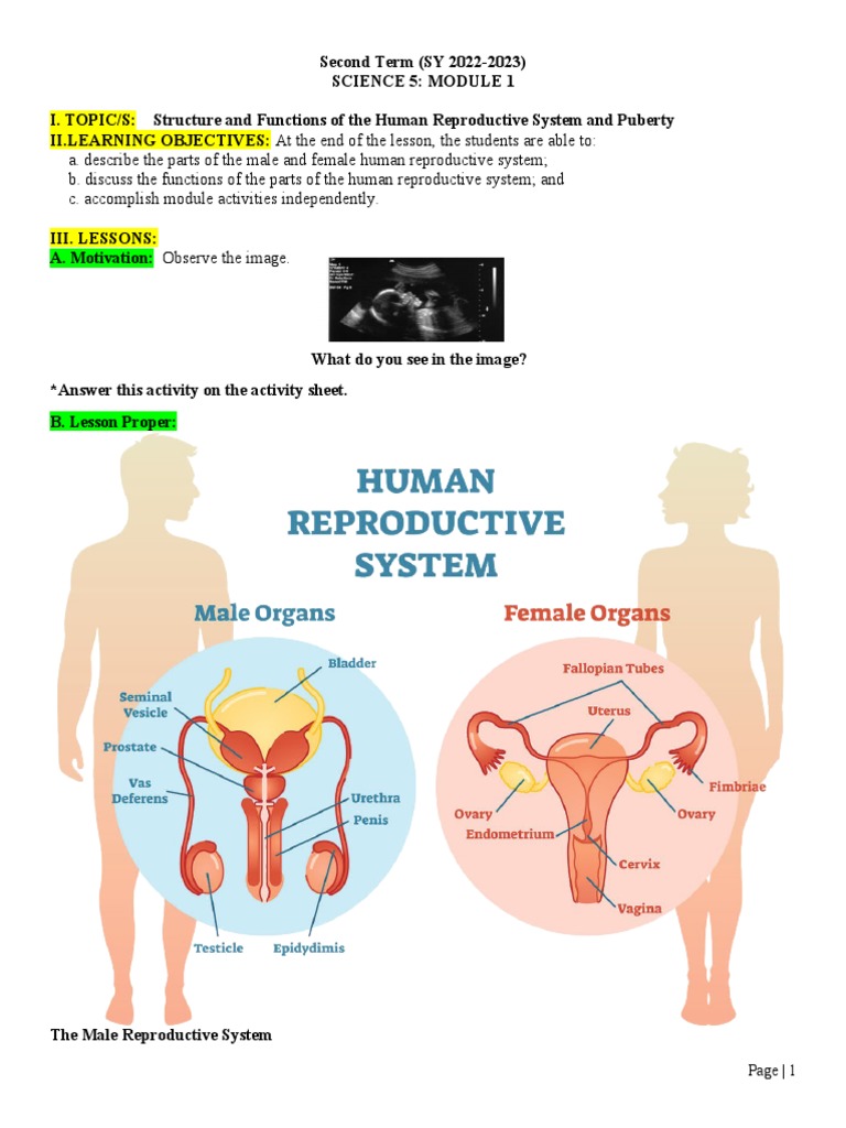 Science 5: Reproductive System Basics | PDF | Reproductive System | Human Body