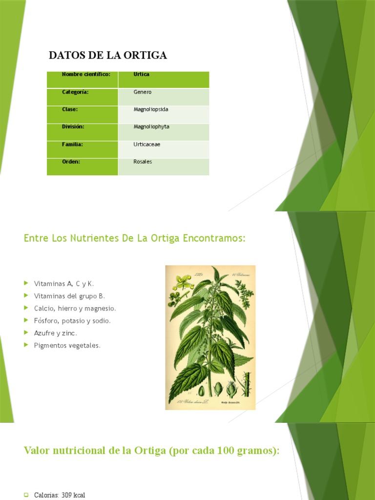 Datos de La Ortiga: Nombre Científico: Urtica Categoría: Clase: División: Familia: Orden | PDF