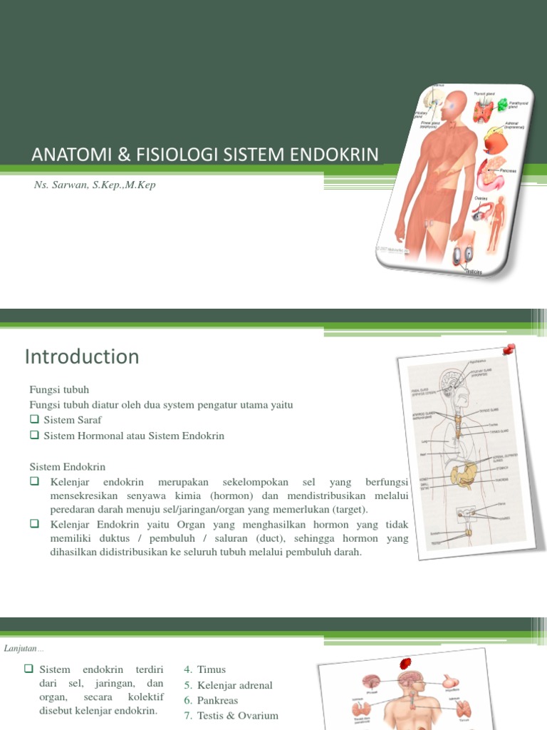 Anatomi & Fisiologi Sistem Endokrin | PDF