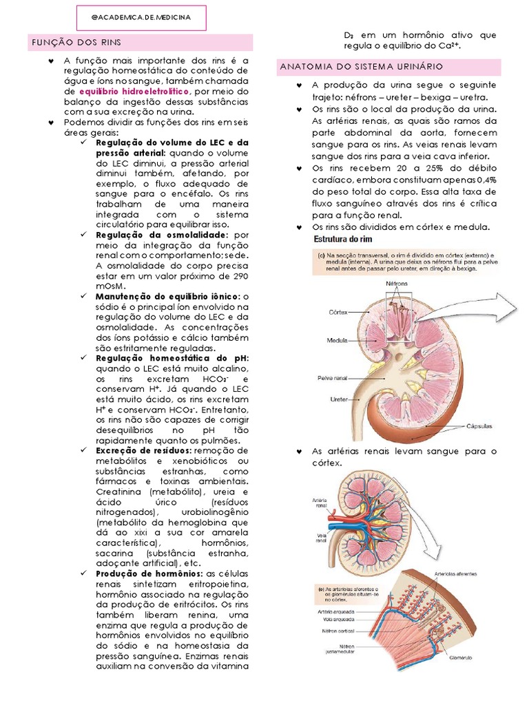 Fisiologia do Sistema Urinário | PDF | Rim | Sistema urinário