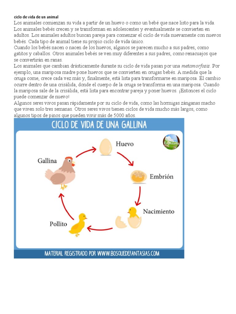 Ciclo de Vida de los Animales | PDF | Ciencia y matemáticas