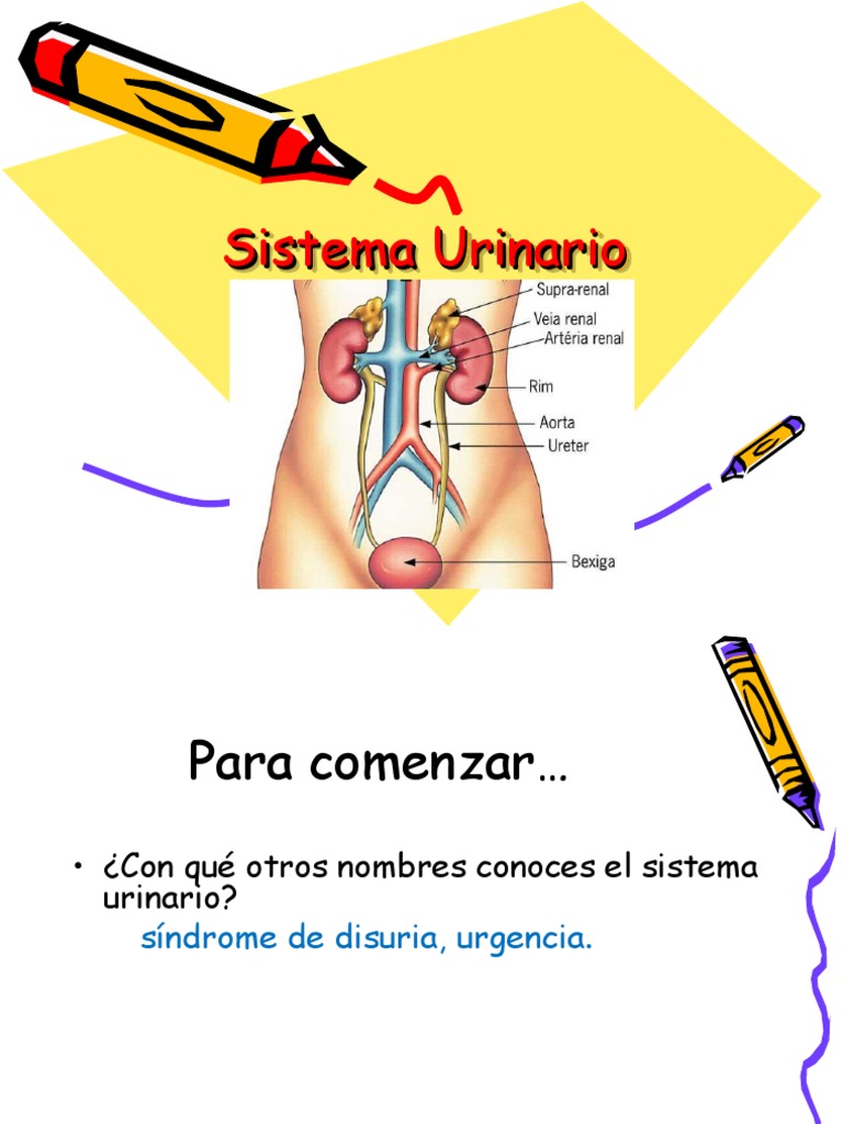 Sistema Urinario | PDF | Sistema urinario | Vejiga urinaria