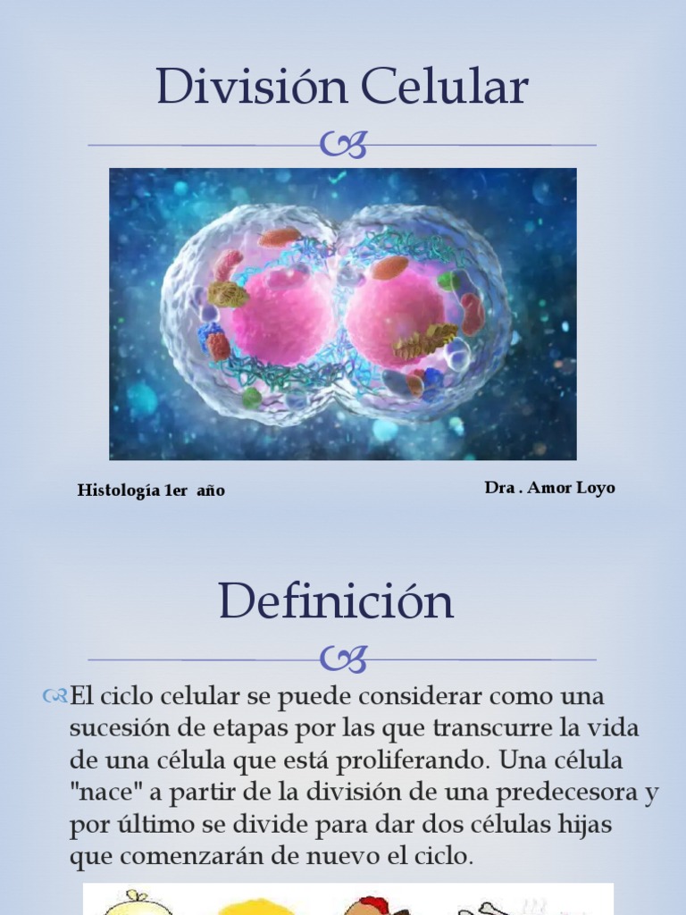 División Celular Diapositiva | PDF | Mitosis | Cromosoma