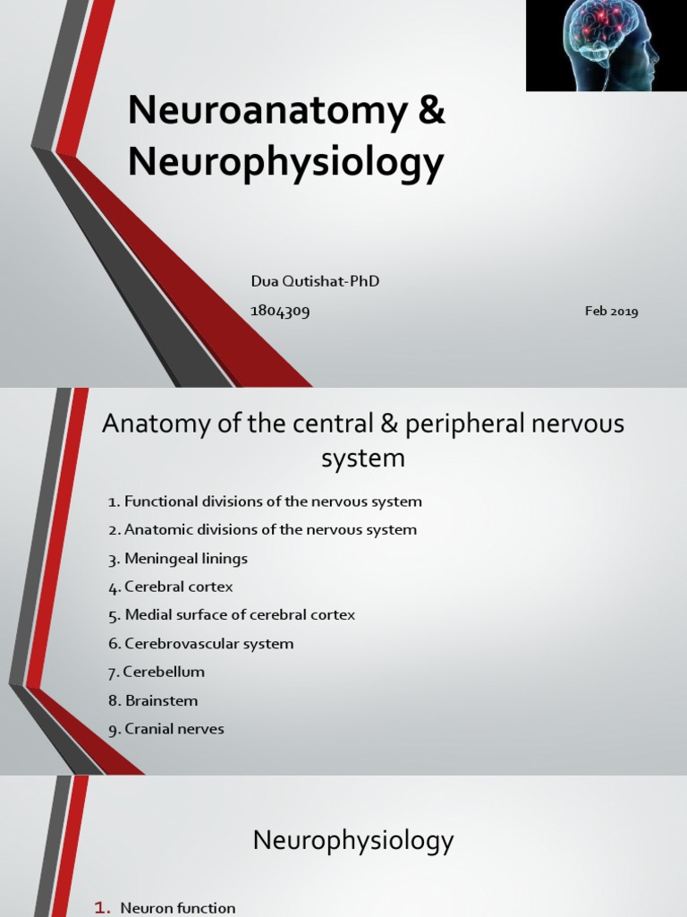 Neuroanatomy - Neurophysiology 2 | PDF | Cerebral Cortex | Central ...