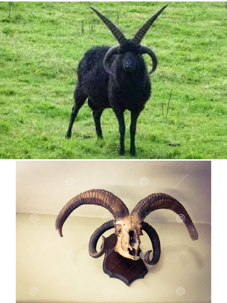 Cabras de Cuatro Cuernos. | PDF