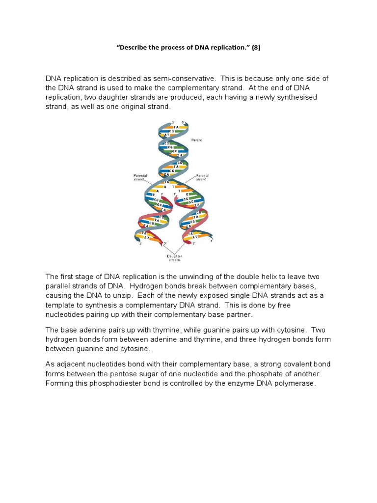 Dna Replication Model Answer | PDF
