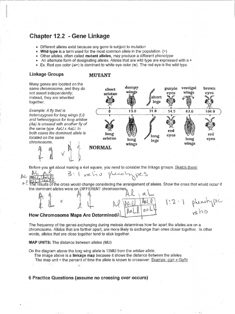 Gene Linkage Problems 1 KEY | PDF