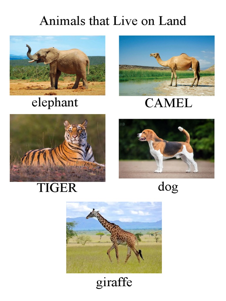 Animals That Live On Land | PDF