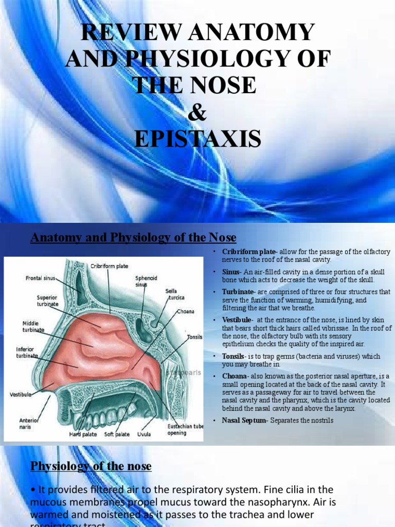Review A & P Nose and Epistaxis | PDF | Human Nose | Bleeding