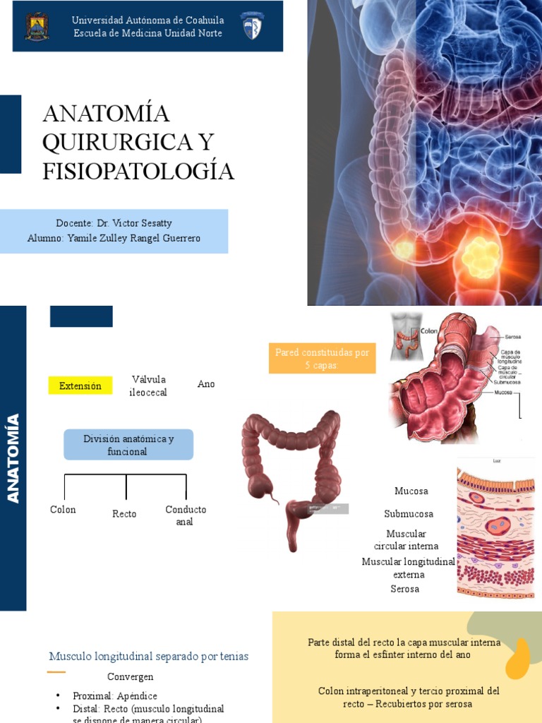 Anatomía y Fisiología del Colon y Recto | PDF | Recto | Intestino grueso