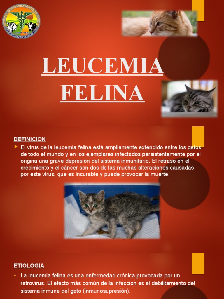 Leucemia Felina | PDF | Gatos | Medicina
