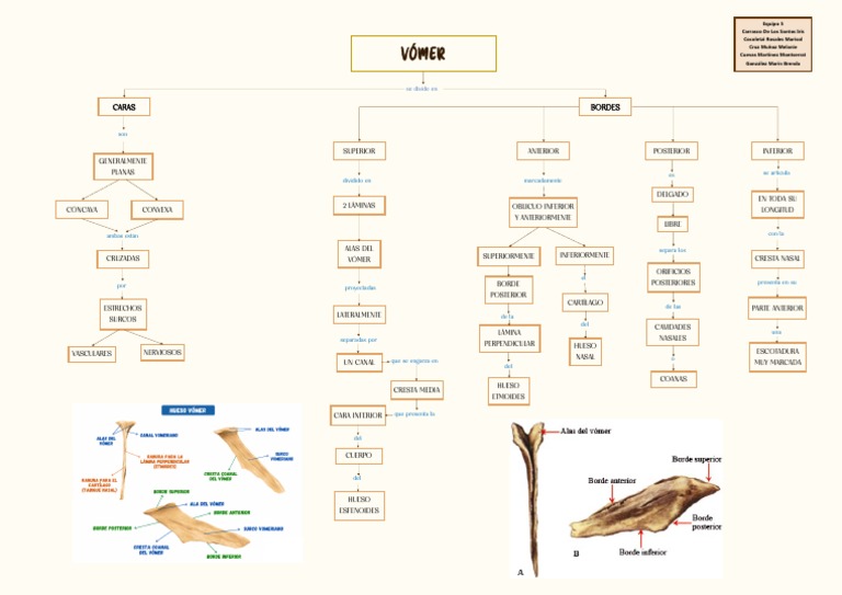 Anatomía del Vómer y sus Características | PDF | Anatomía humana ...