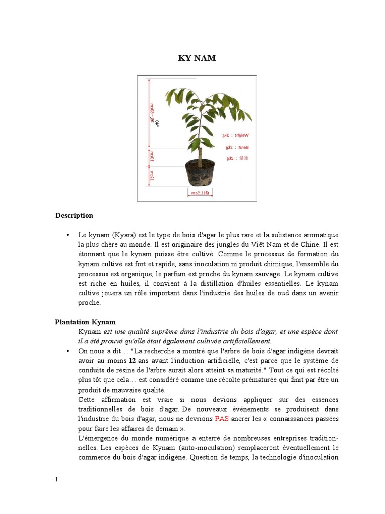 Kynam : L'avenir du bois d'agar | PDF | Maison et jardin