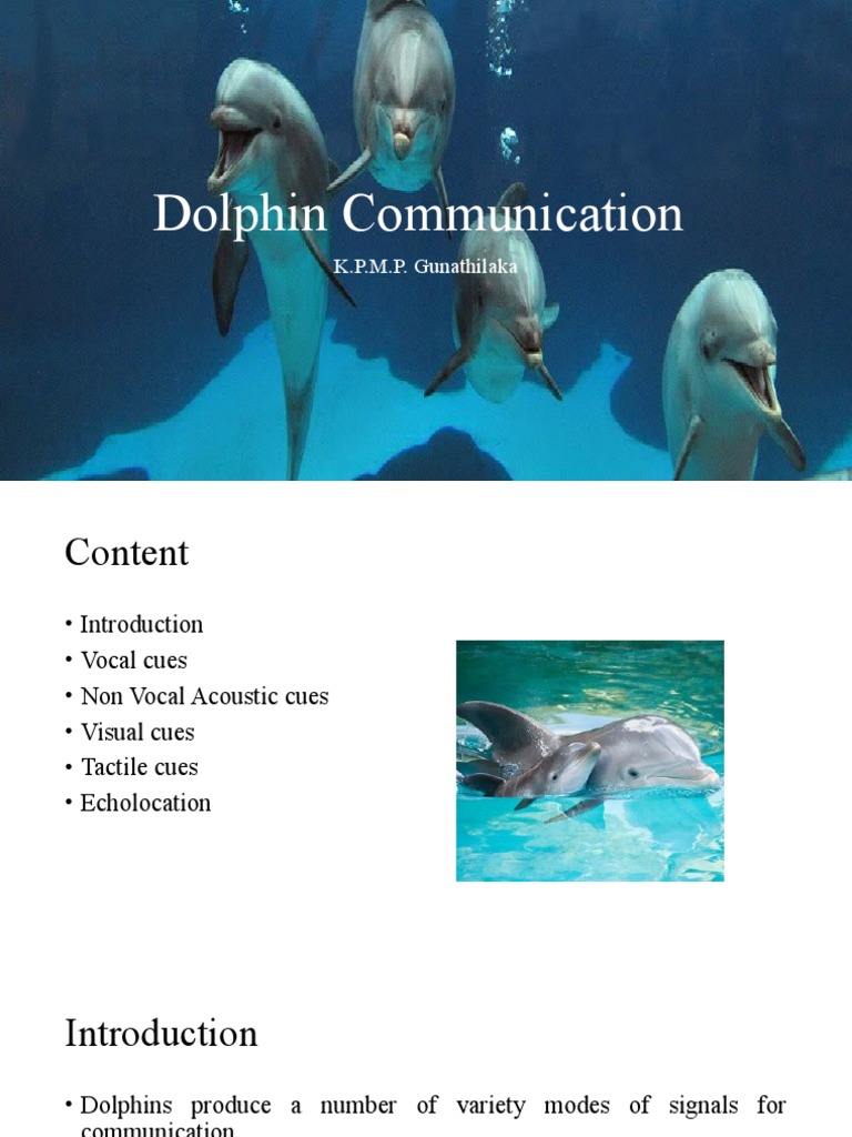 Dolphin Communication | PDF | Dolphin | Communication