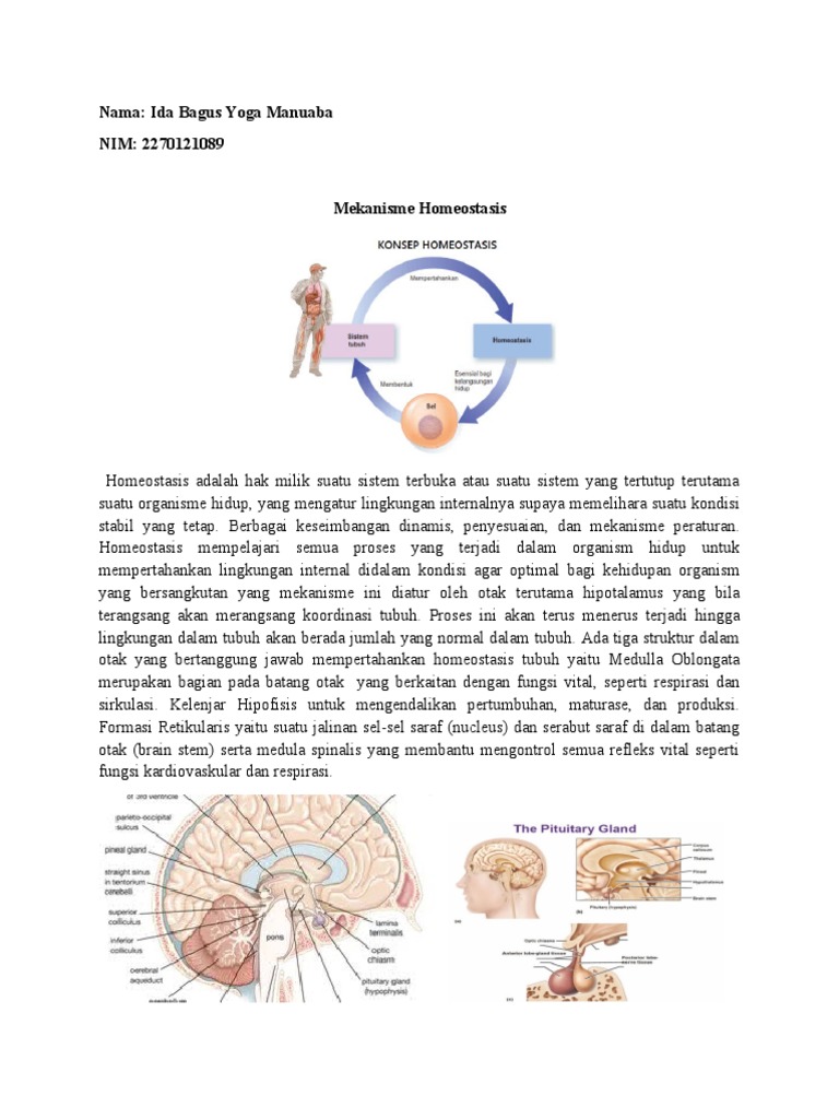 Homeostasis Gy | PDF