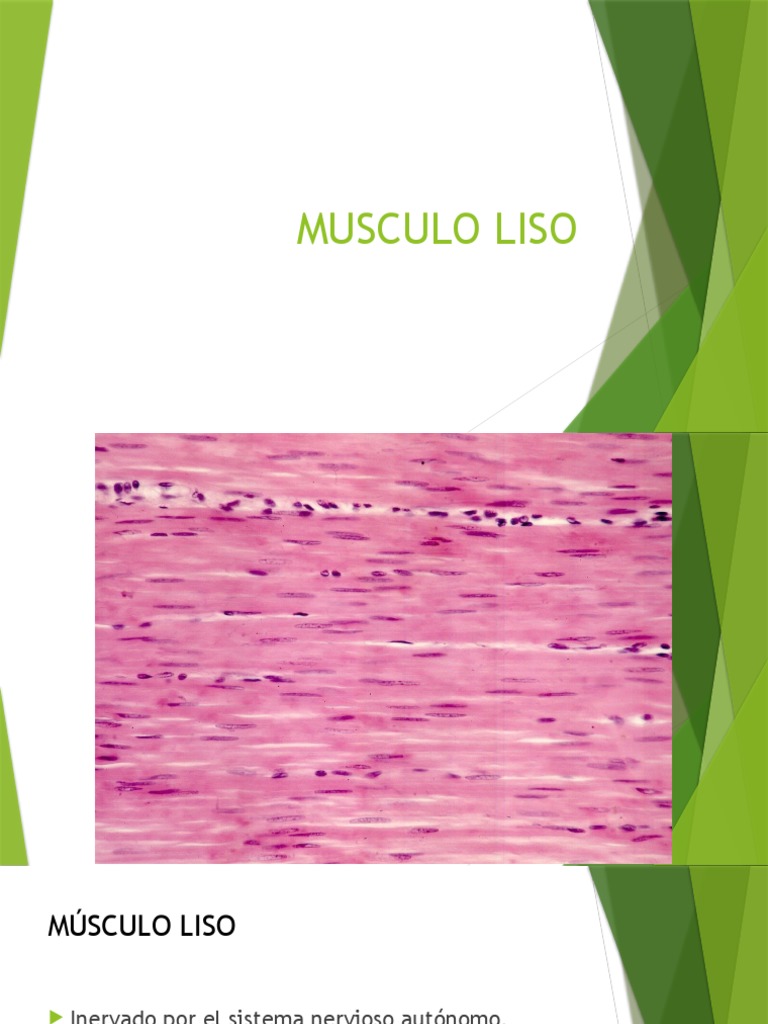 Musculo Liso | PDF | Músculo | Contracción muscular