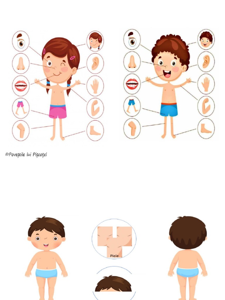 Imagini Corpul Uman | PDF