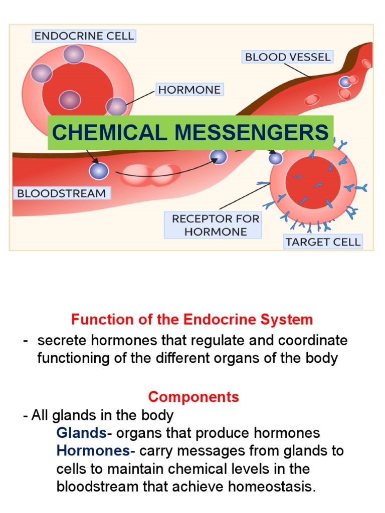 Chemical Messenger Physiology | PDF | Hormone | Growth Hormone