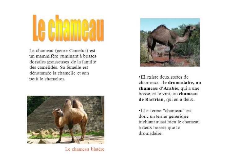 Le Chameau | PDF