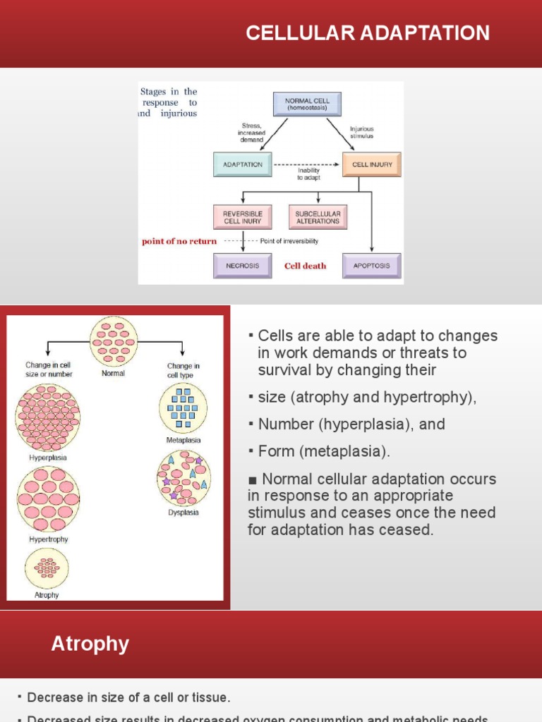 Cellular adaptation-GD | PDF | Atrophy | Epithelium