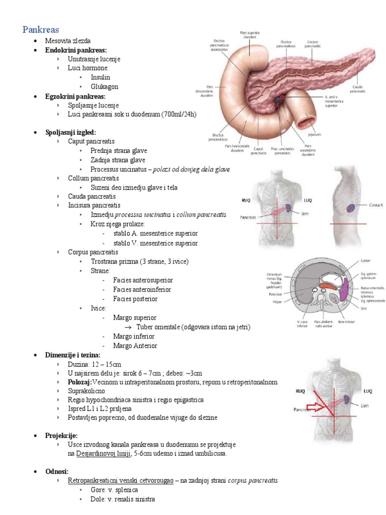 Anatomija Pankreas | PDF