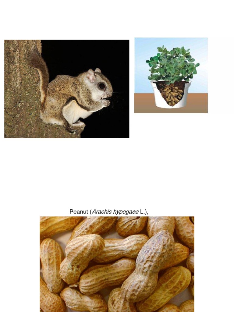 Peanut | PDF | Peanuts | Legume