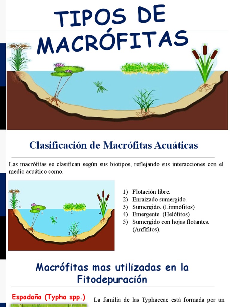 Tipos y Control de Macrophytes | PDF | Agua | Plantas