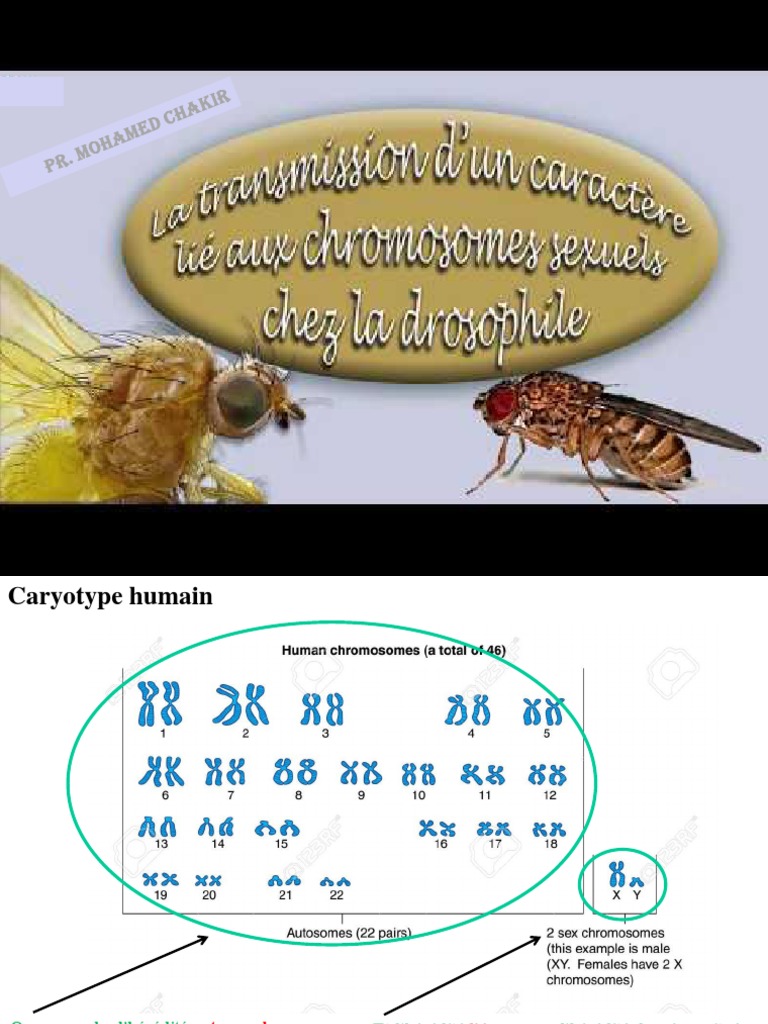 Hérédité autosomale et liée au sexe | PDF | Chromosome | Hérédité