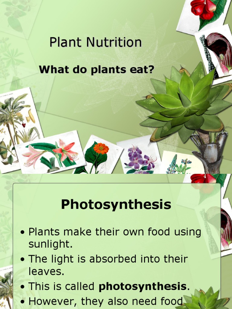 Plant Nutrition Powerpoint | PDF