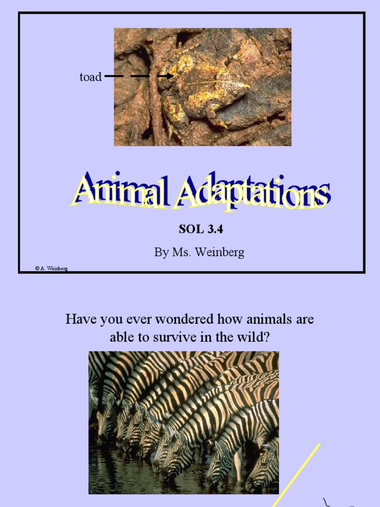 Animal Adaptations | Download Free PDF | Adaptation | Zoology