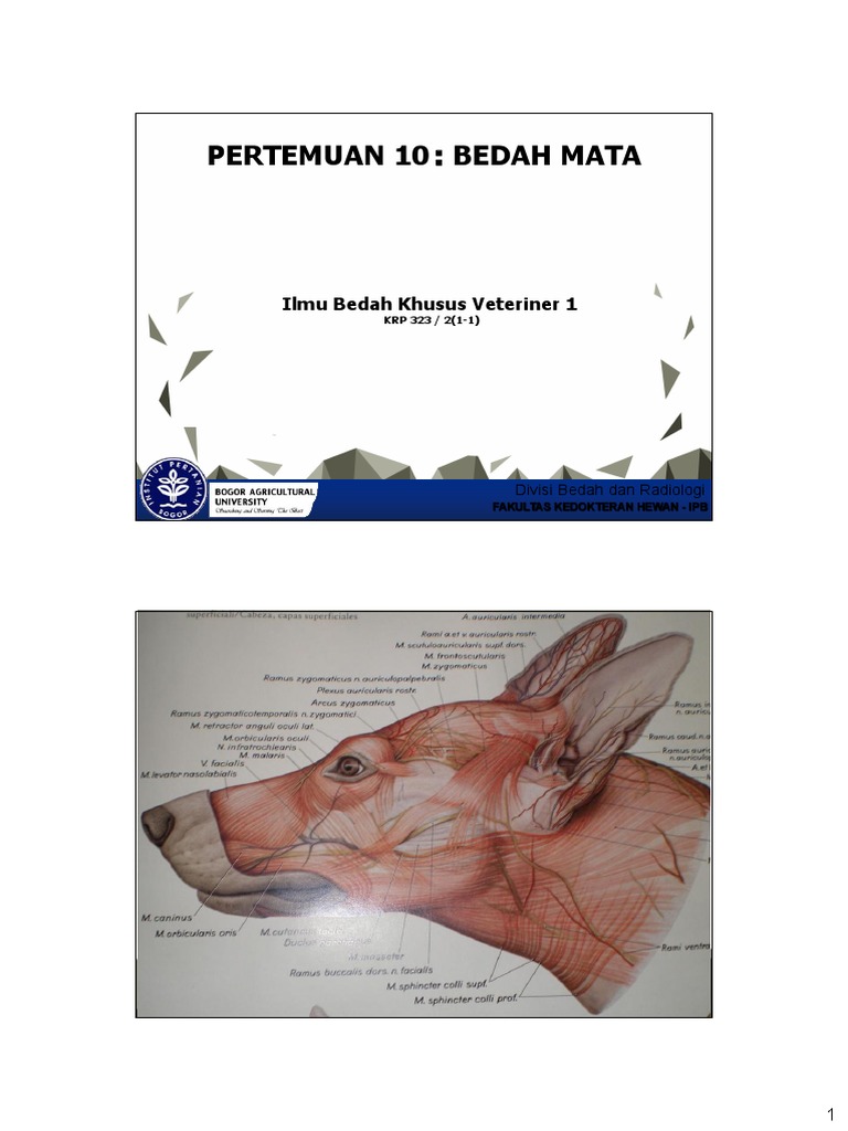 Bedah Mata | PDF
