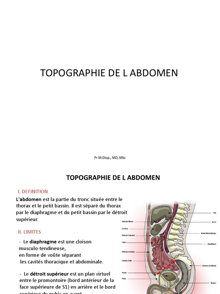Topographie de l'Abdomen et Ses Limites | PDF | Péritoine | Abdomen