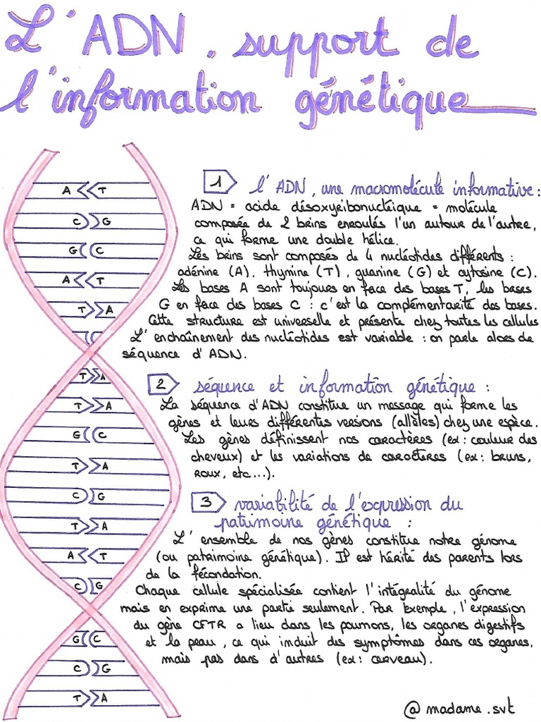 6 - ADN, Support de L'information Génétique PDF | PDF