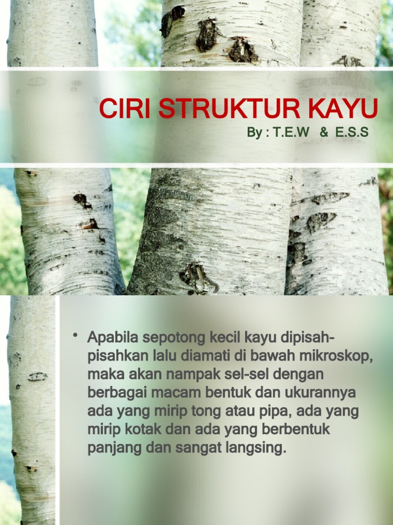 Ciri Struktur dan Anatomi Kayu | PDF