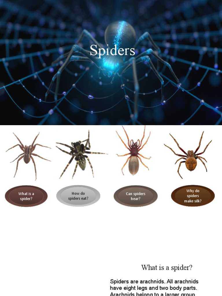 Presentation About Spiders | PDF | Spider | Arachnids