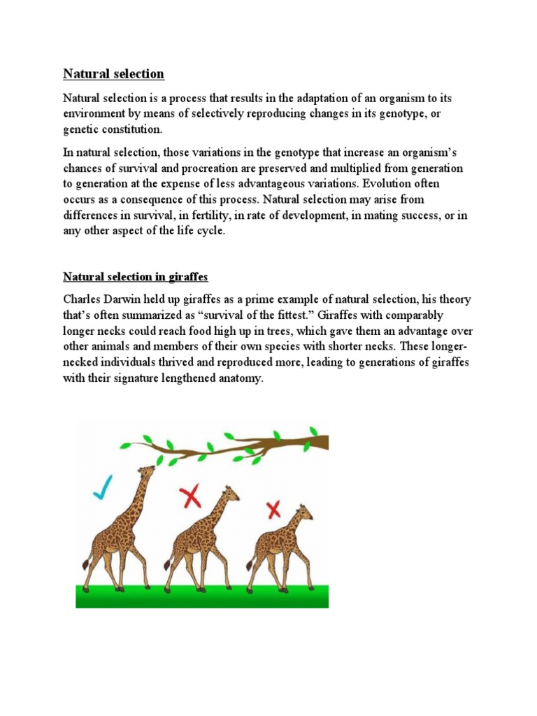 Biology Natural Selection | PDF | Natural Selection | Sheep