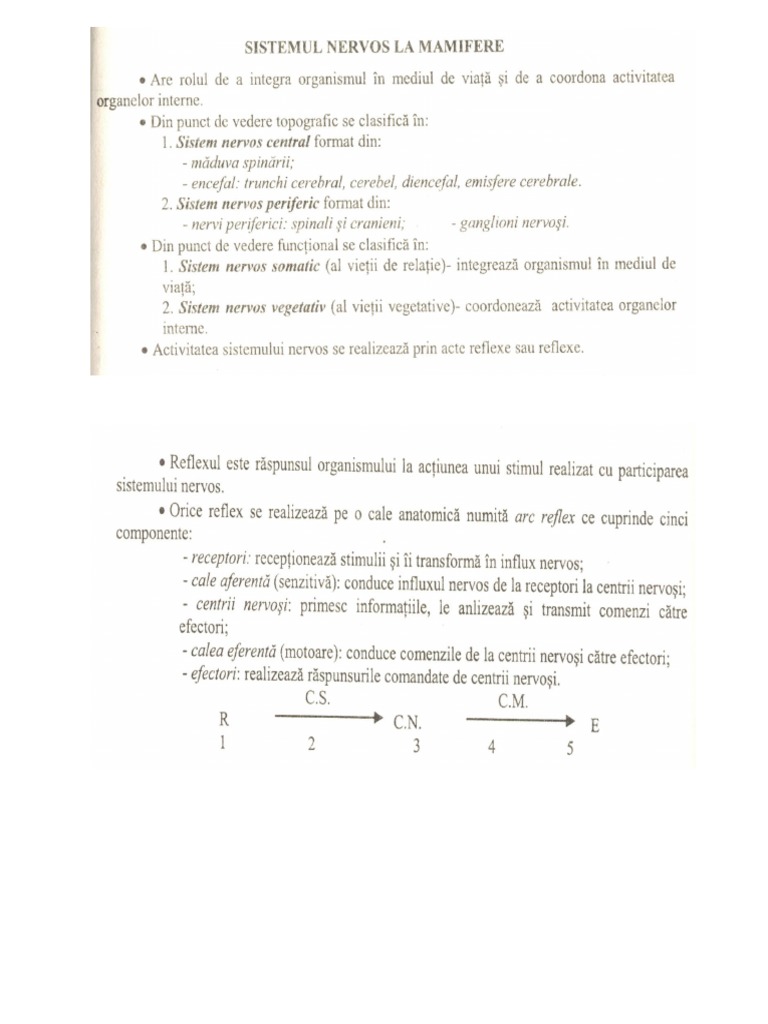 Maduva Spinarii | PDF