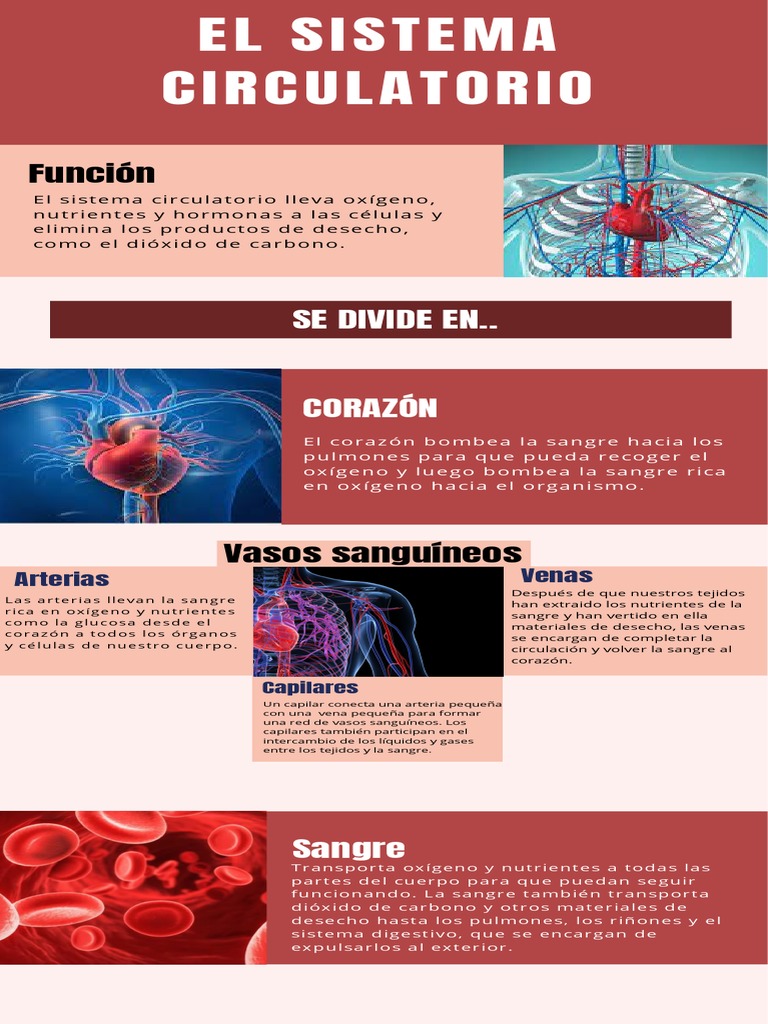 SISTEMA CIRCULATORIO | PDF