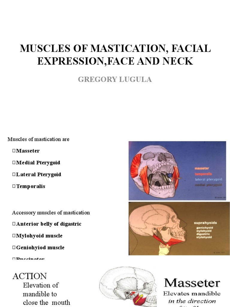 Muscles of Mastication and Facial Expression | PDF | Neck | Human Anatomy