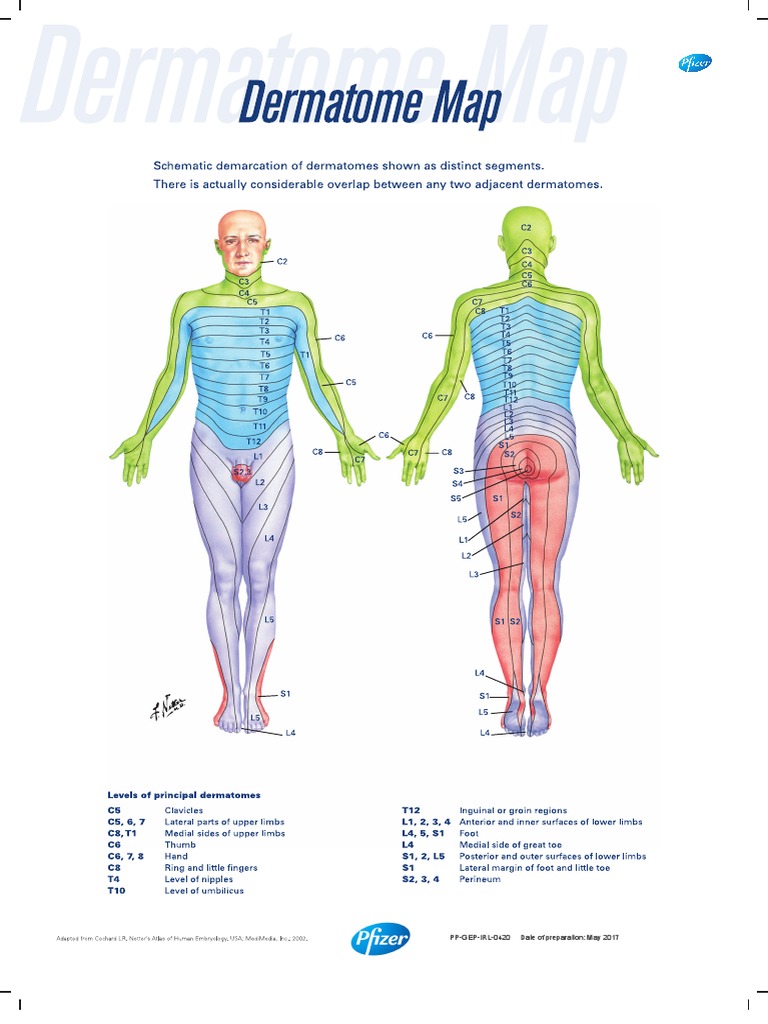 Dermatome Map - Pfizerpro - Ie | PDF