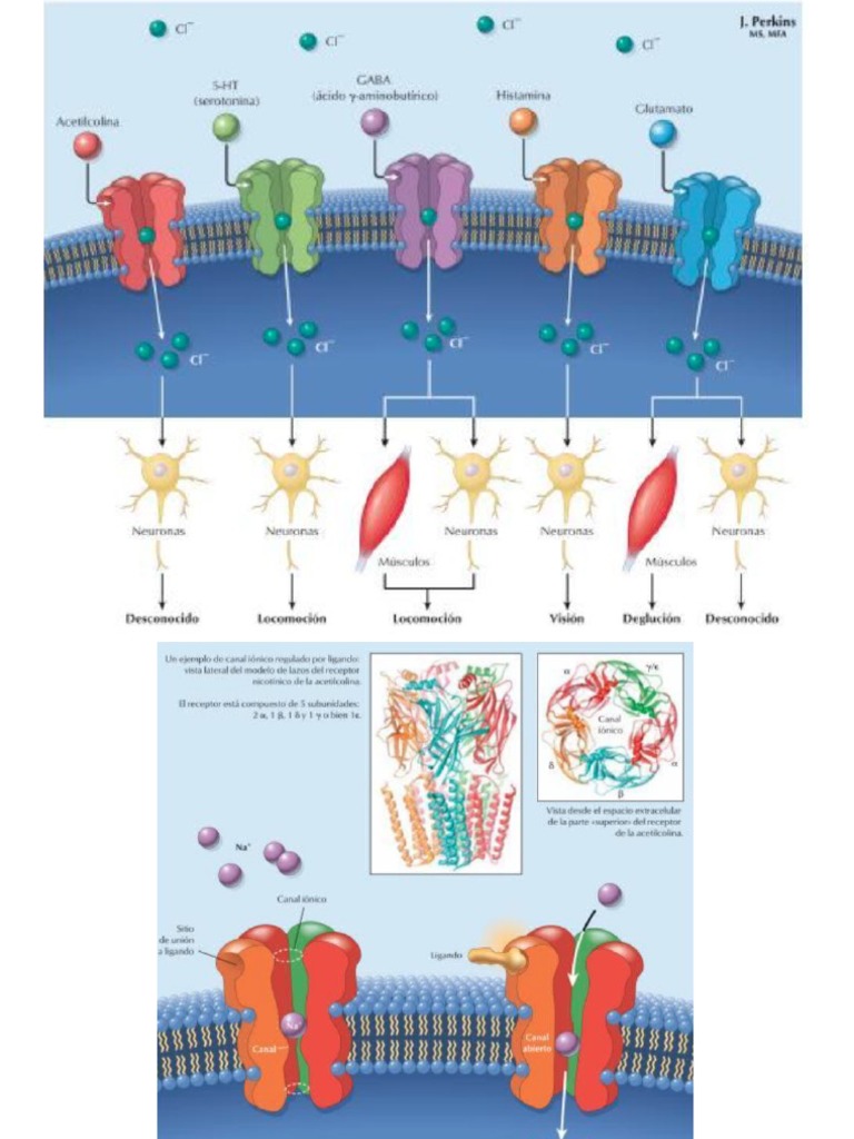 Receptores Ionotropicos | PDF