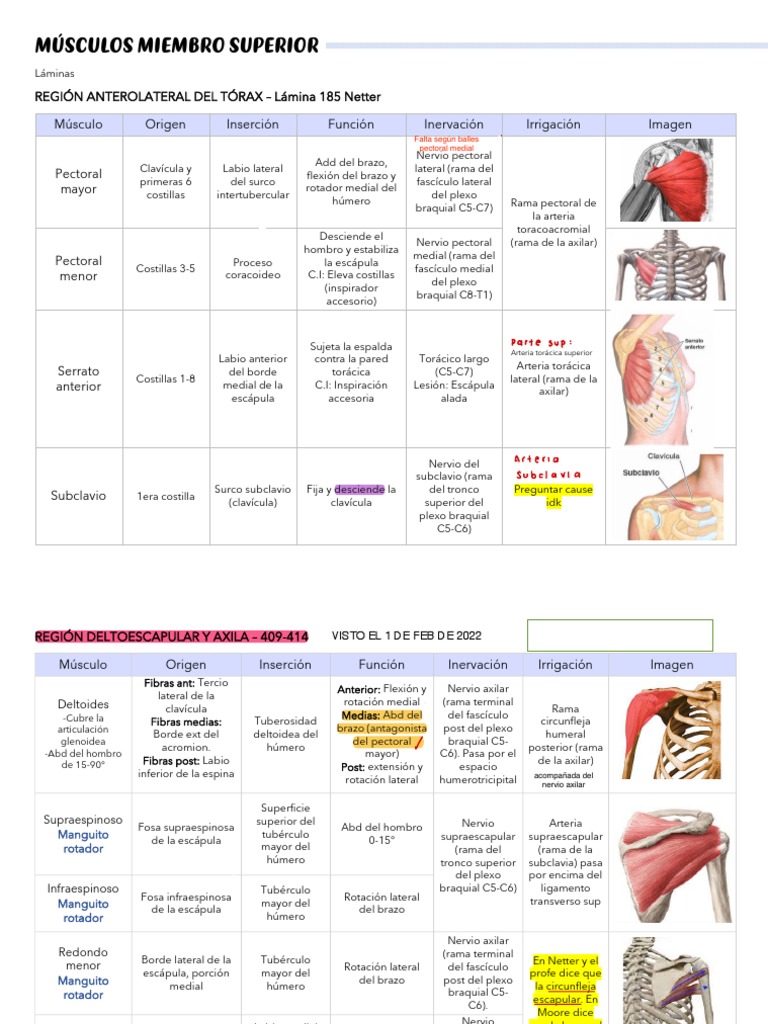 Cuadro de músculos del miembro superior | PDF | Mano | Anatomía humana