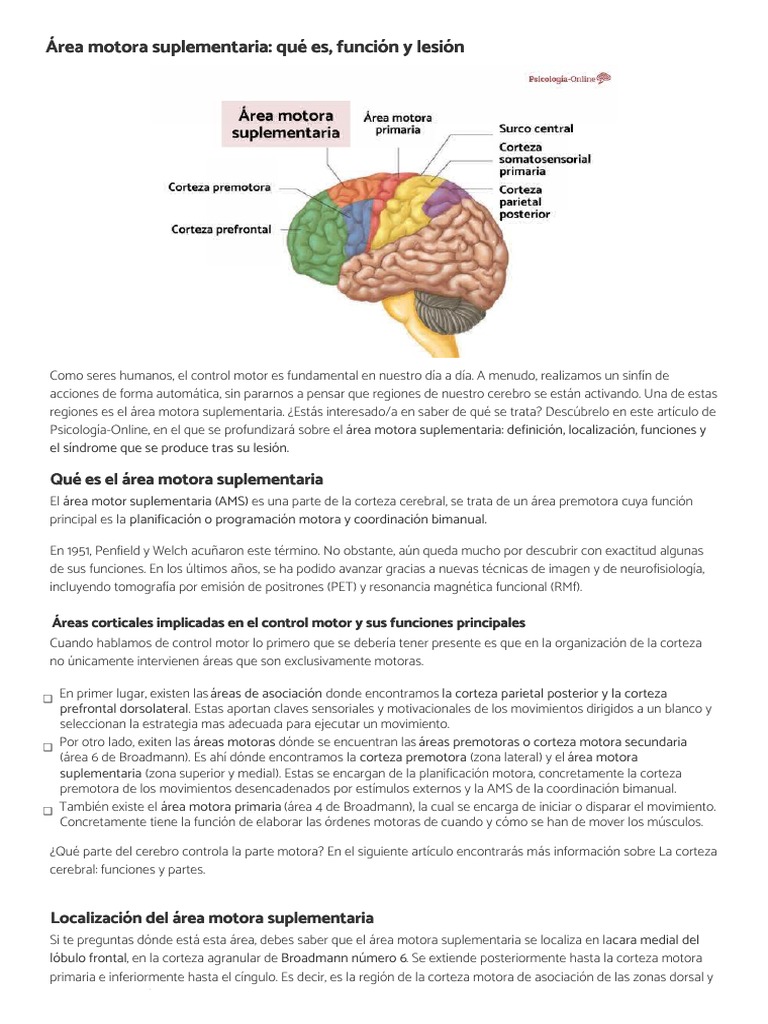 Área Motora Suplementaria - Qué Es, Función y Lesión | Descargar gratis ...