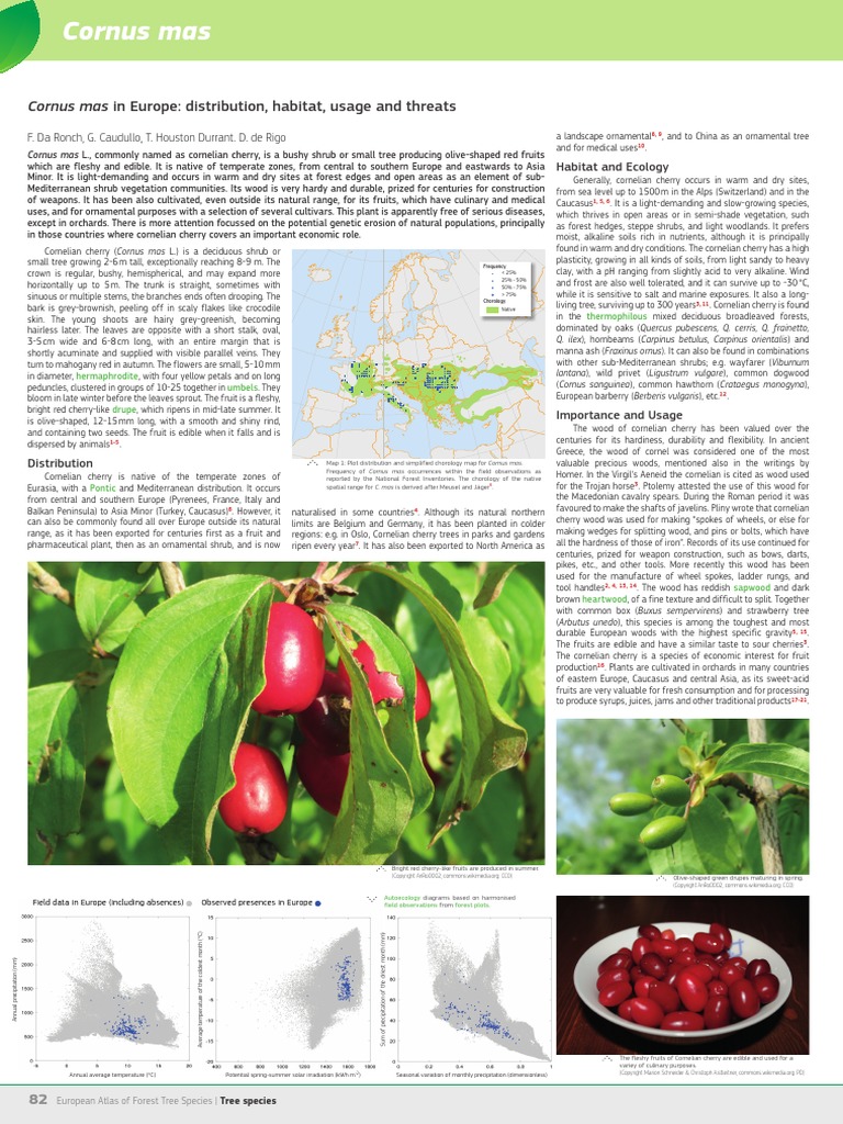 Cornus Mas | PDF | Cherry | Fruit
