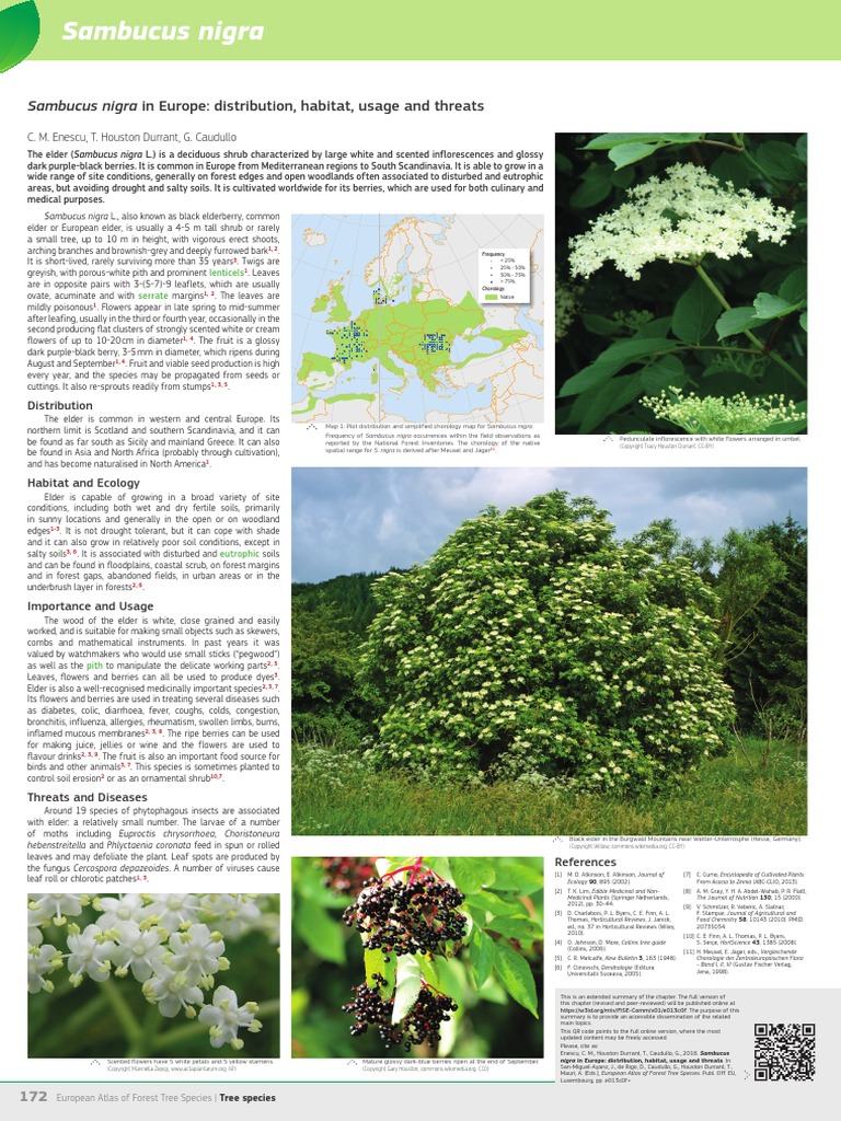 Sambucus Nigra | PDF | Horticulture | Branches Of Botany