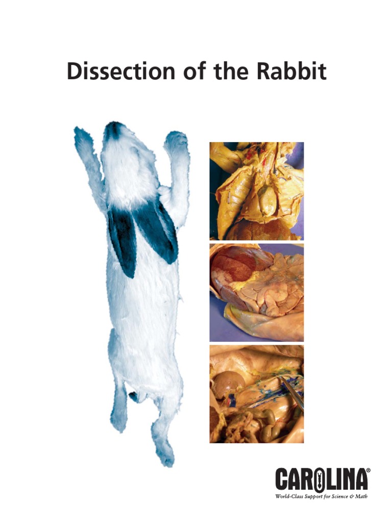 Carolina Rabbit Dissection Guide PDF | PDF | Heart | Lung