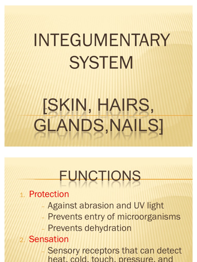 Integumentary System | PDF | Skin | Epidermis